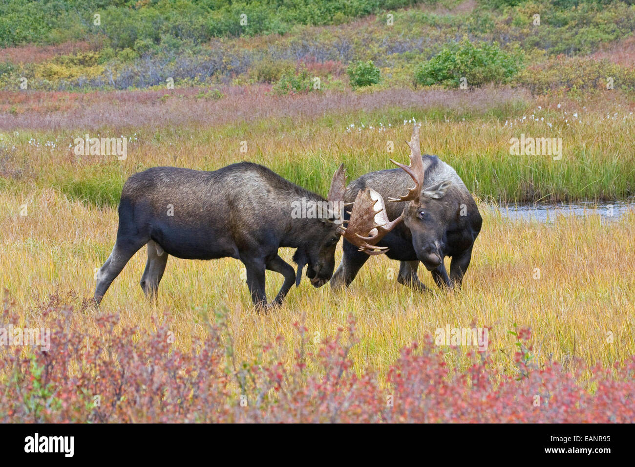 Two Bull Moose Engage In Battle During The Rut Season, Denali National ...