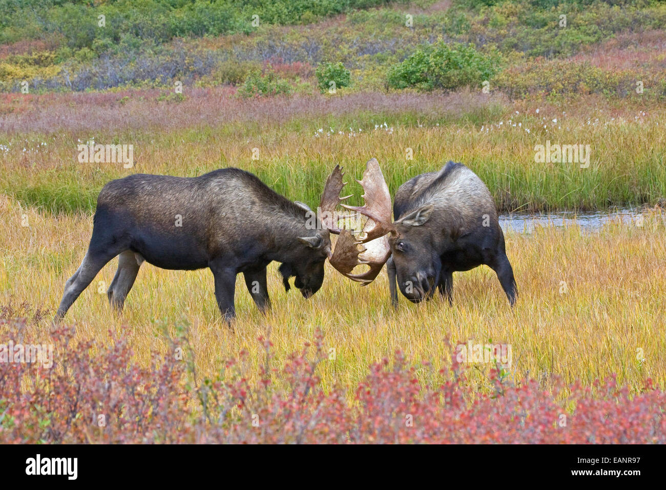Two Bull Moose Engage In Battle During The Rut Season, Denali National ...