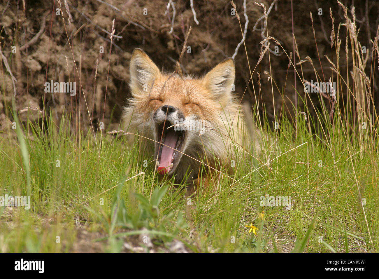 Close Up Of A Red Fox Yawning And Stretching Near The Park Road In ...