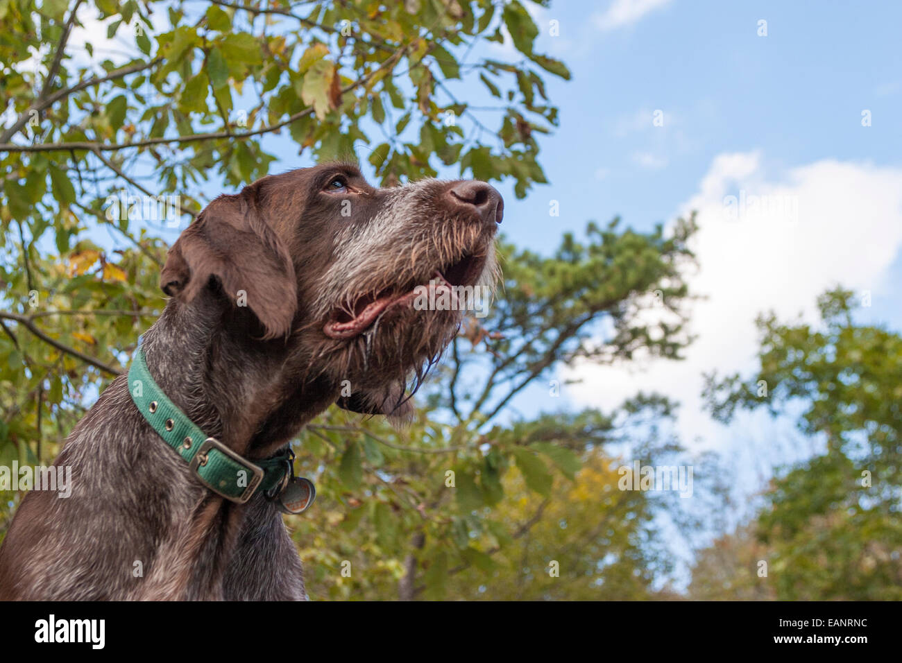 Spinone High Resolution Stock Photography and Images - Alamy