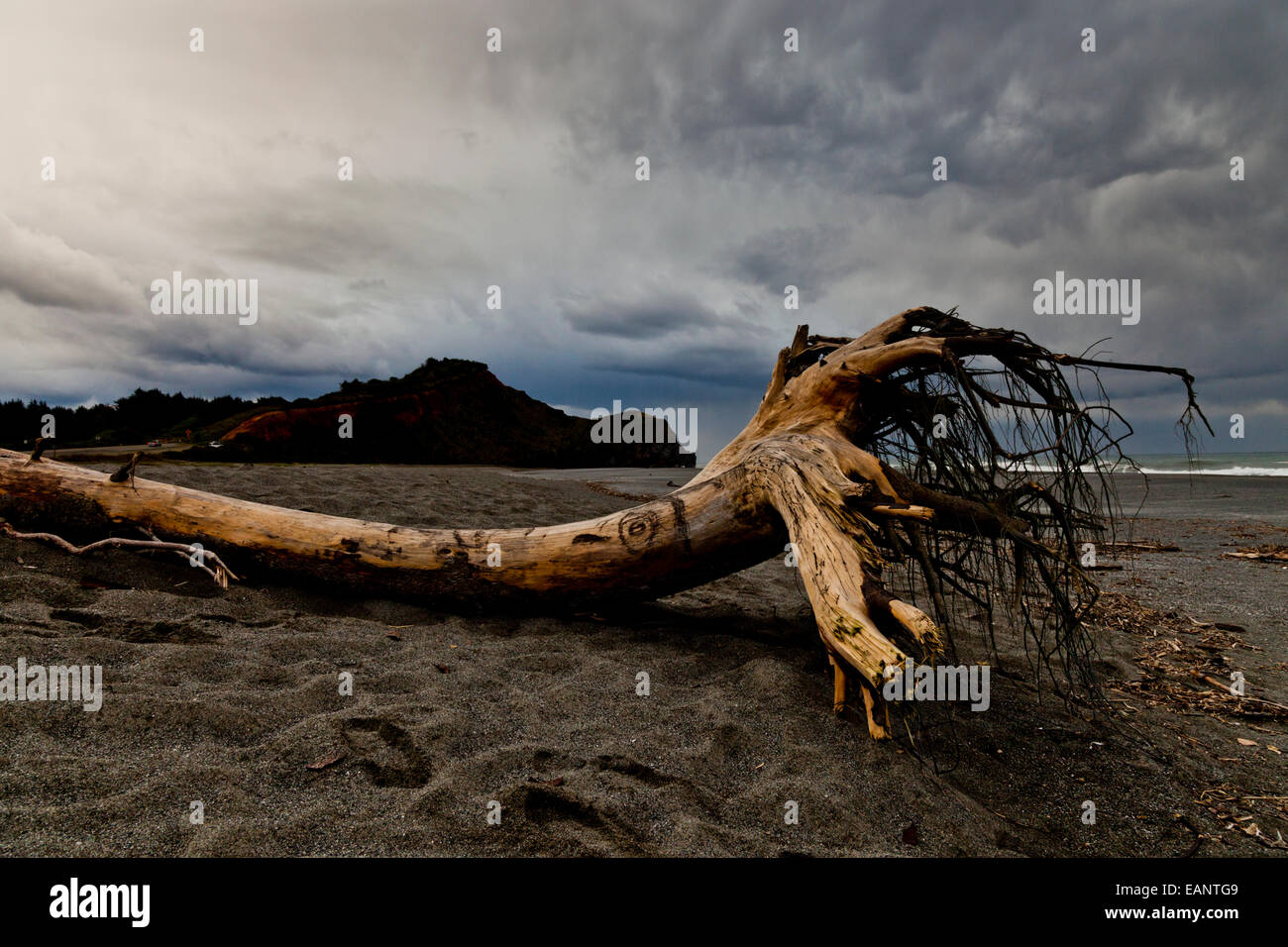Driftwood on a California beach, USA Stock Photo - Alamy