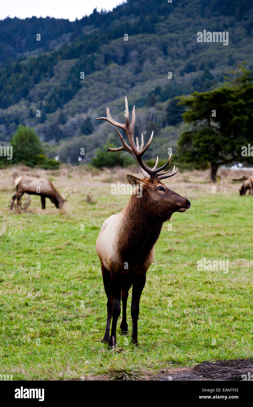 Stag in a field in Northern California Stock Photo - Alamy