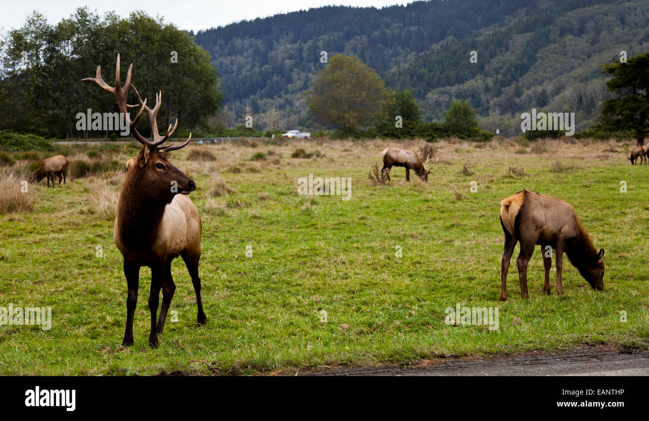 Stag in a field with hinds in Northern California USA Stock Photo - Alamy