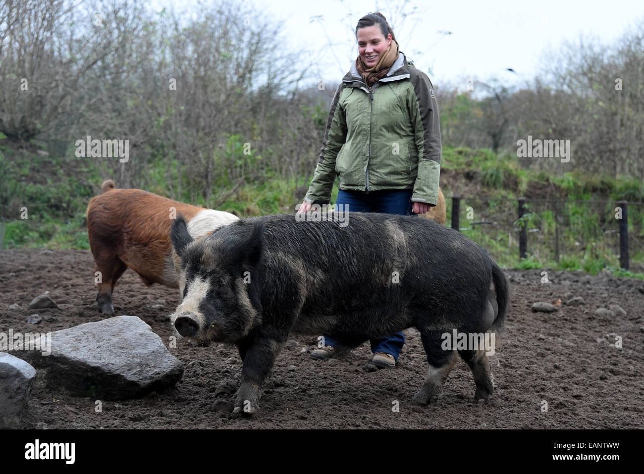 Warder, Germany. 18th Nov, 2014. Animal breeding assistant, Daniela ...