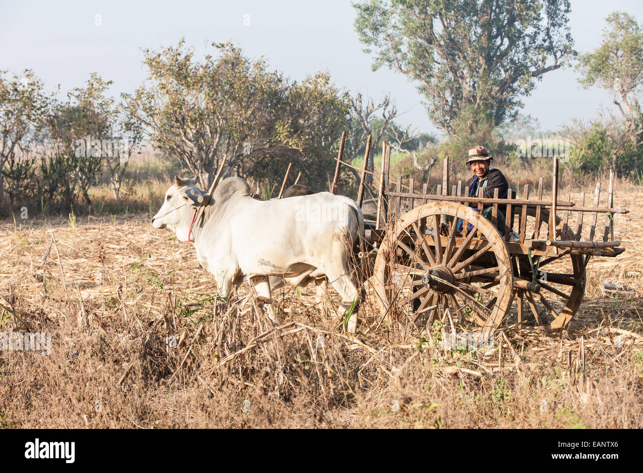 Bullock plough hi-res stock photography and images - Alamy