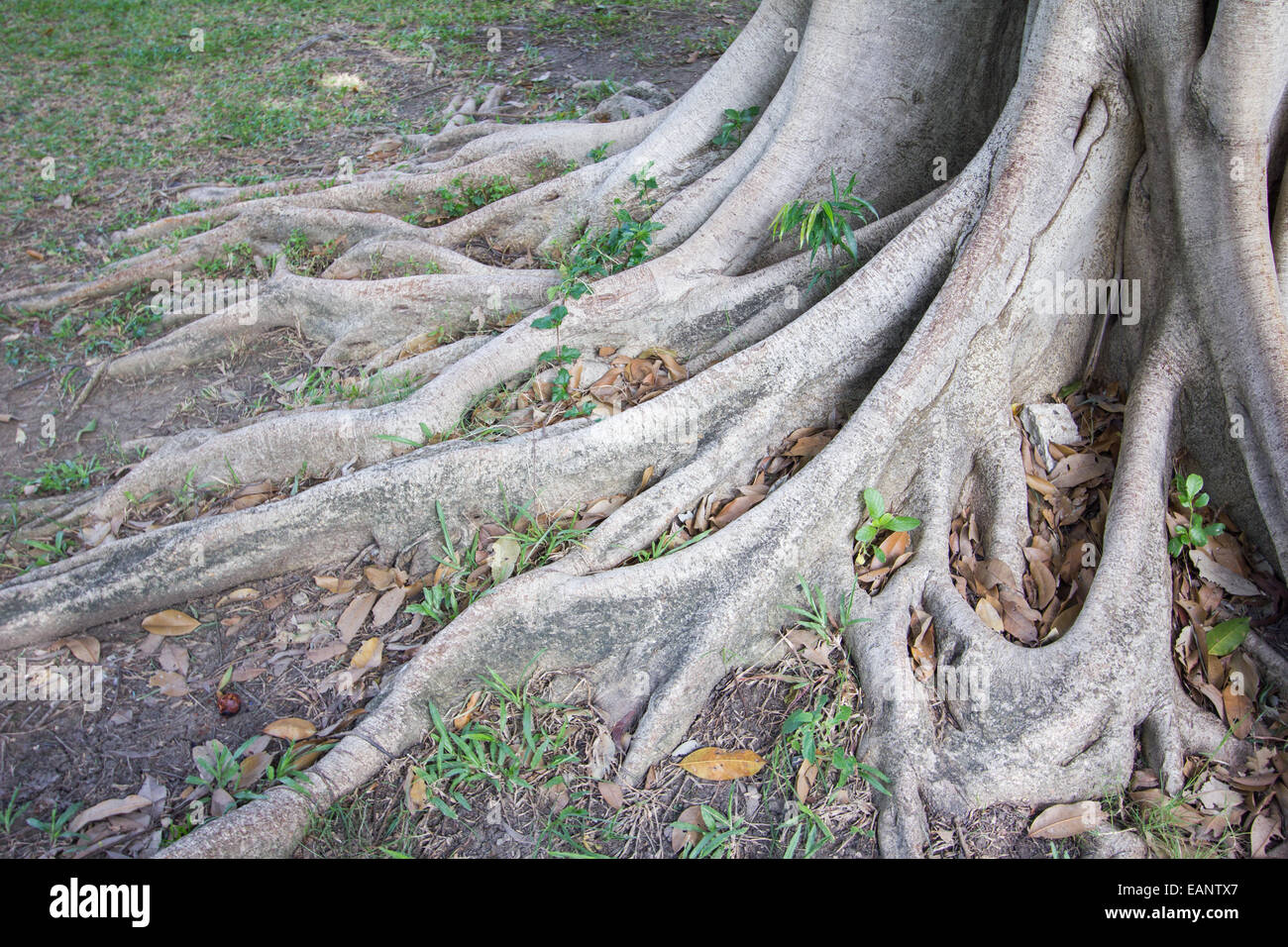 The root of the tree in the green grass Stock Photo - Alamy