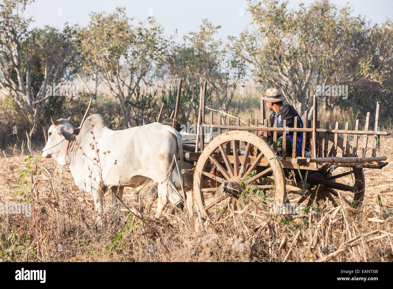 Bullock plough hi-res stock photography and images - Alamy