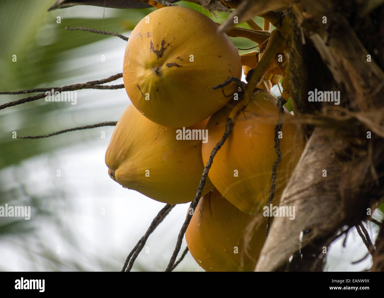 Healthy coconut tree hi-res stock photography and images - Alamy