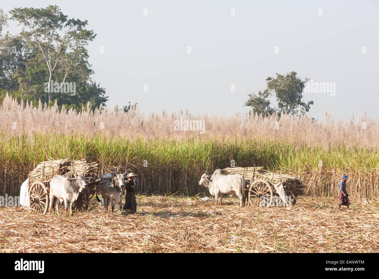Ox plough hi-res stock photography and images - Alamy