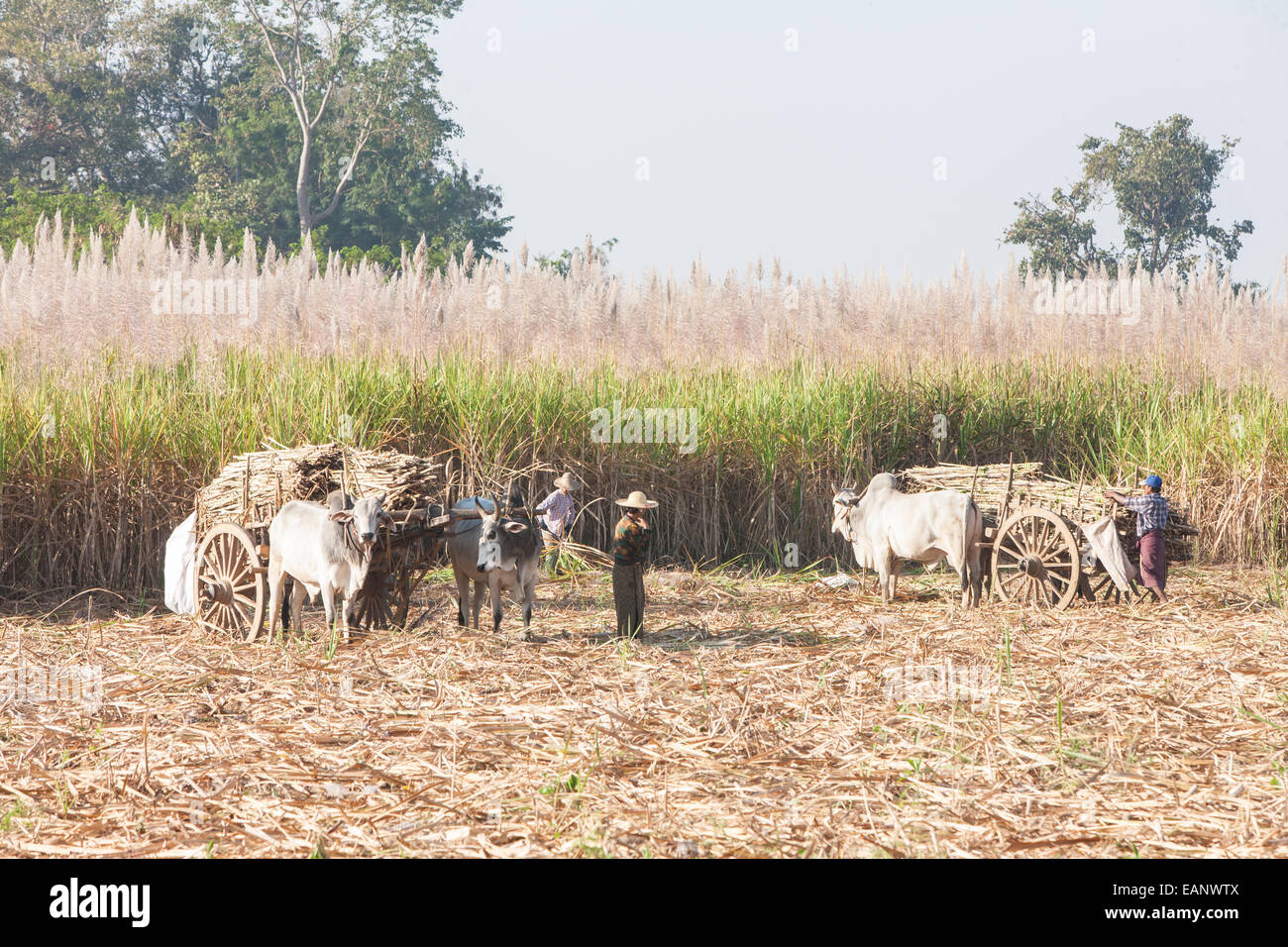 Ox plough hi-res stock photography and images - Alamy