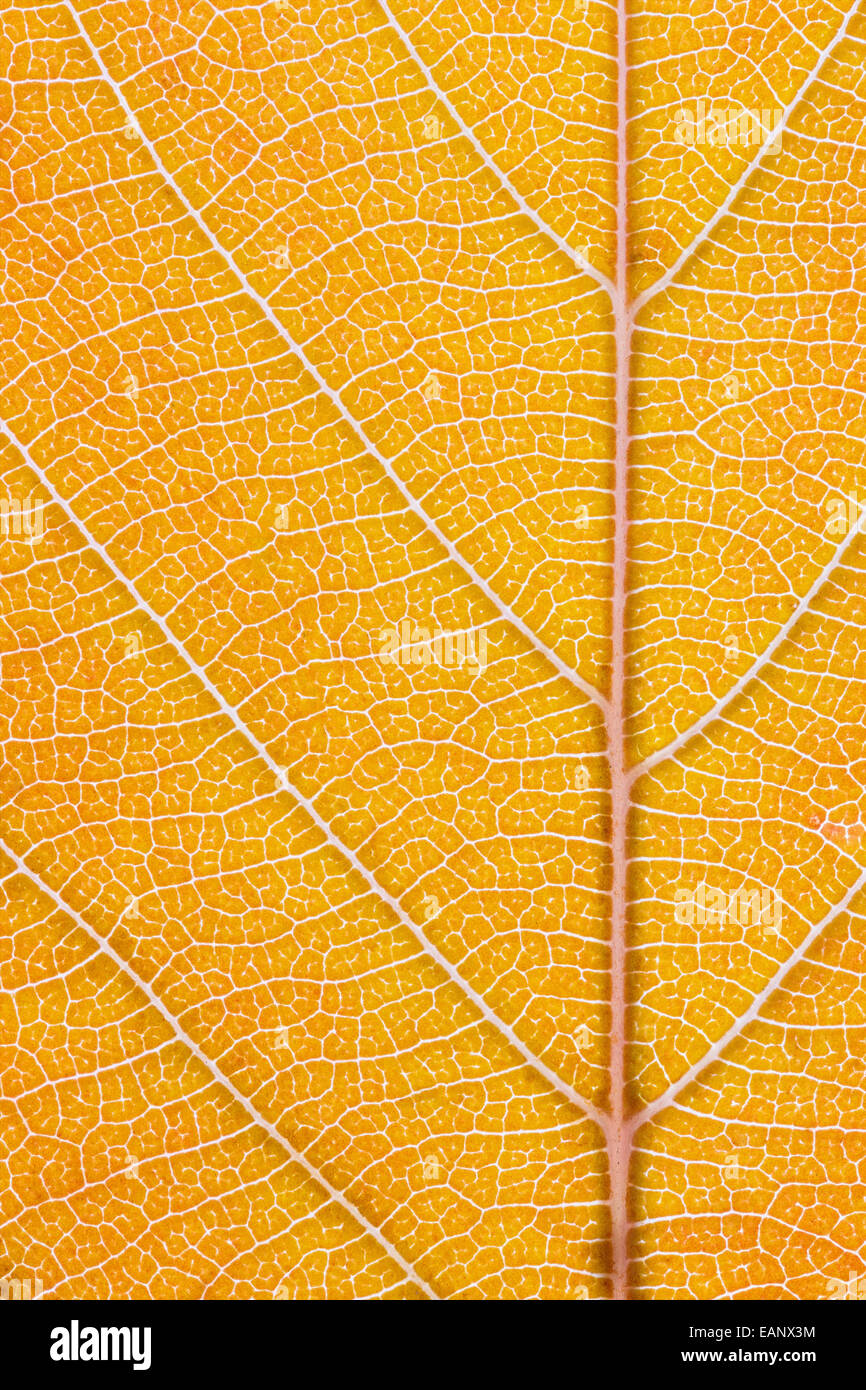 Tree leaf macro Stock Photo - Alamy