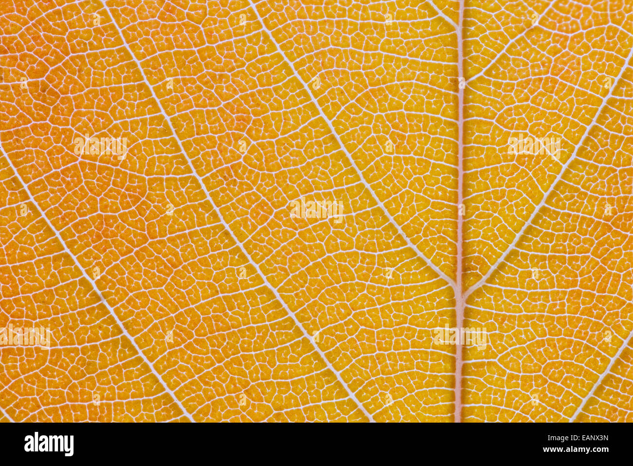 Macro leaf cells pattern hi-res stock photography and images - Alamy