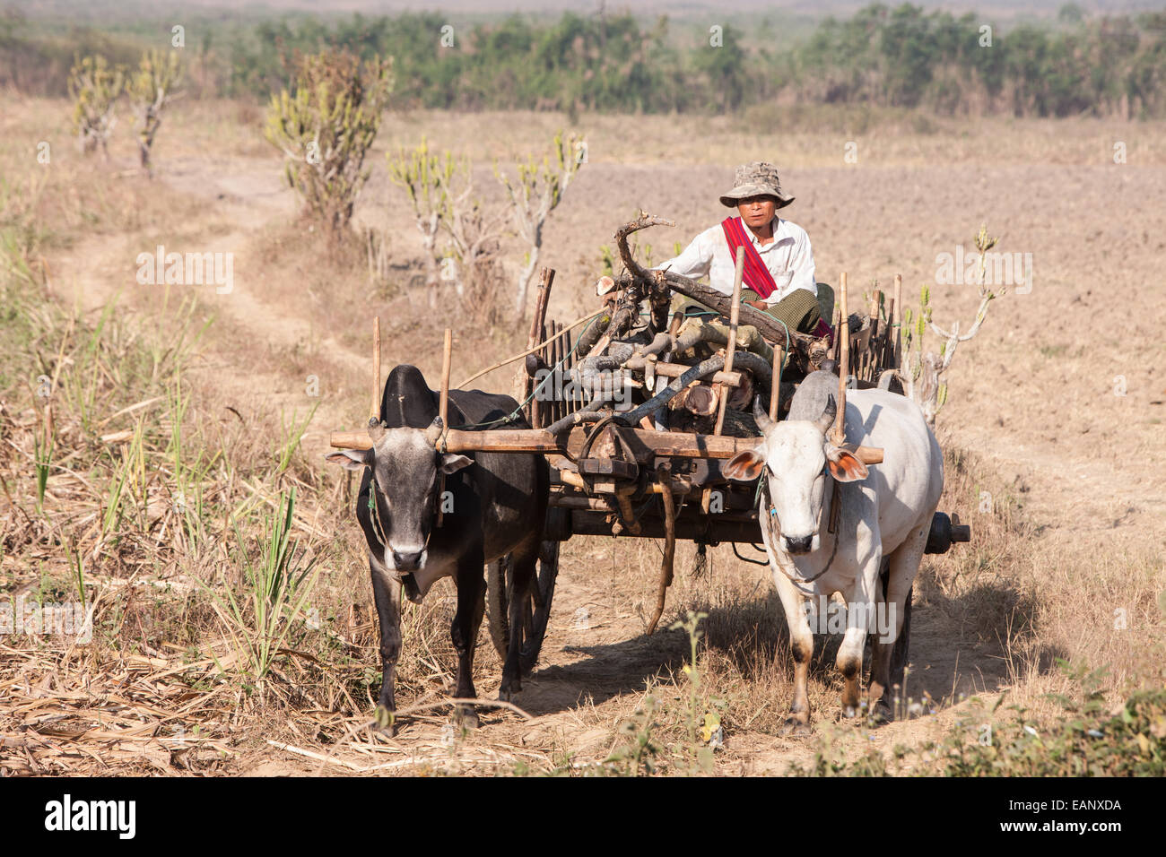 Bullock, bull cart used to transport harvested goods including these ...