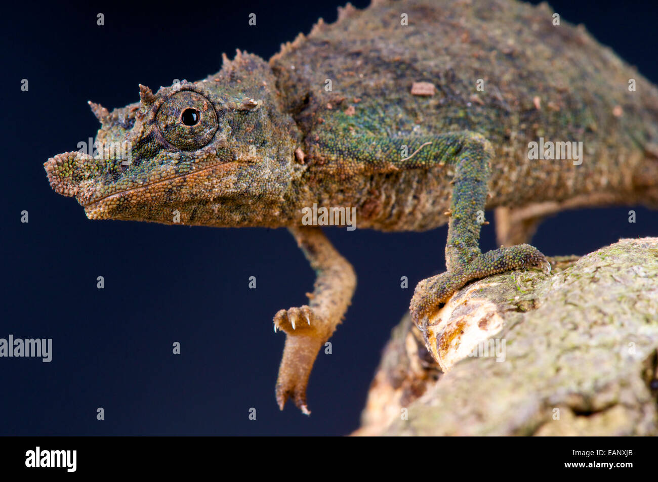 Pygmy chameleon / Rhampholeon acuminatus Stock Photo - Alamy