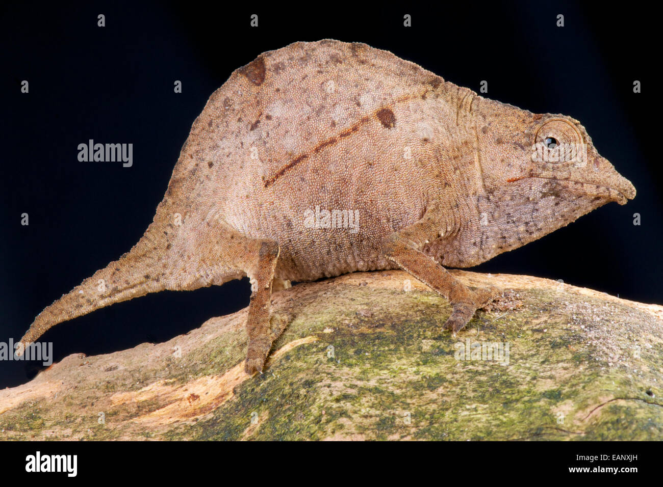 Pygmy leaf chameleon / Rhampoleon temporalis Stock Photo - Alamy