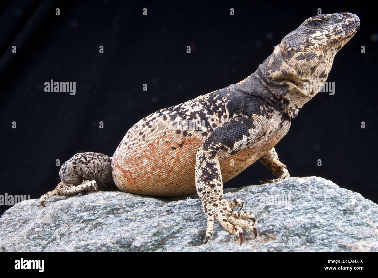 Chuckwalla / Sauromalus ater Stock Photo - Alamy