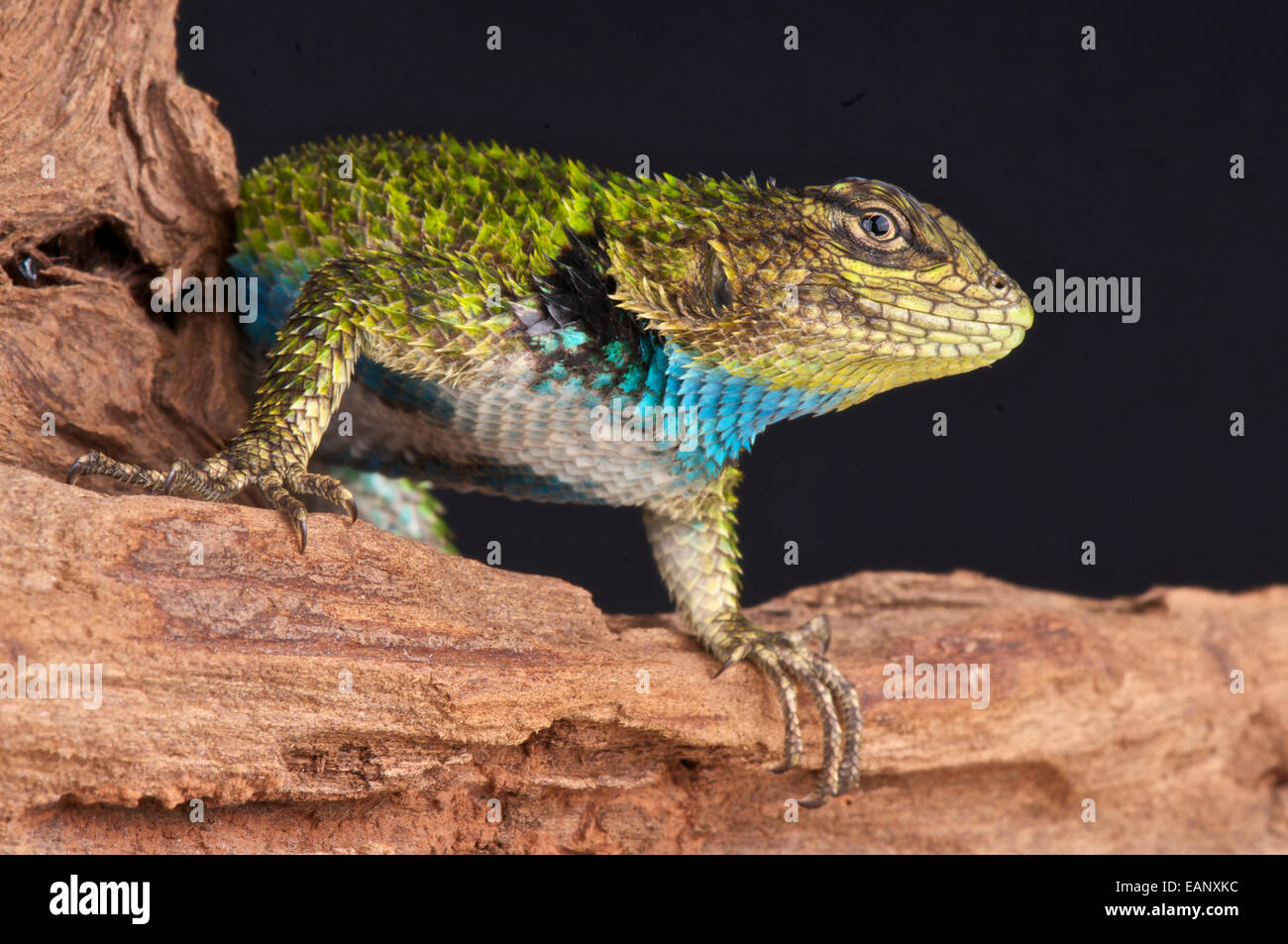 Emerald spiny lizard hi-res stock photography and images - Alamy