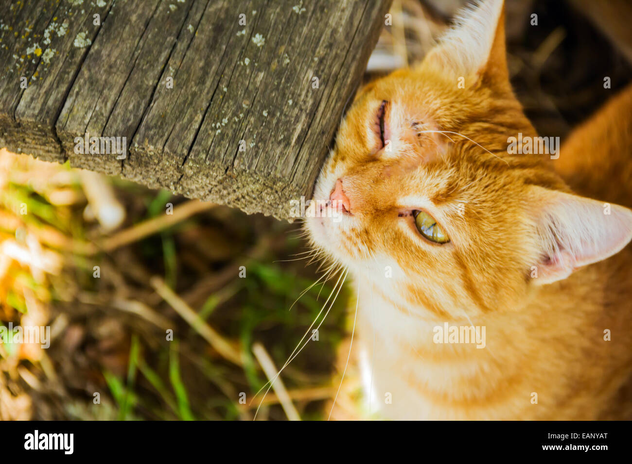 very sad cat with big green eyes Stock Photo - Alamy