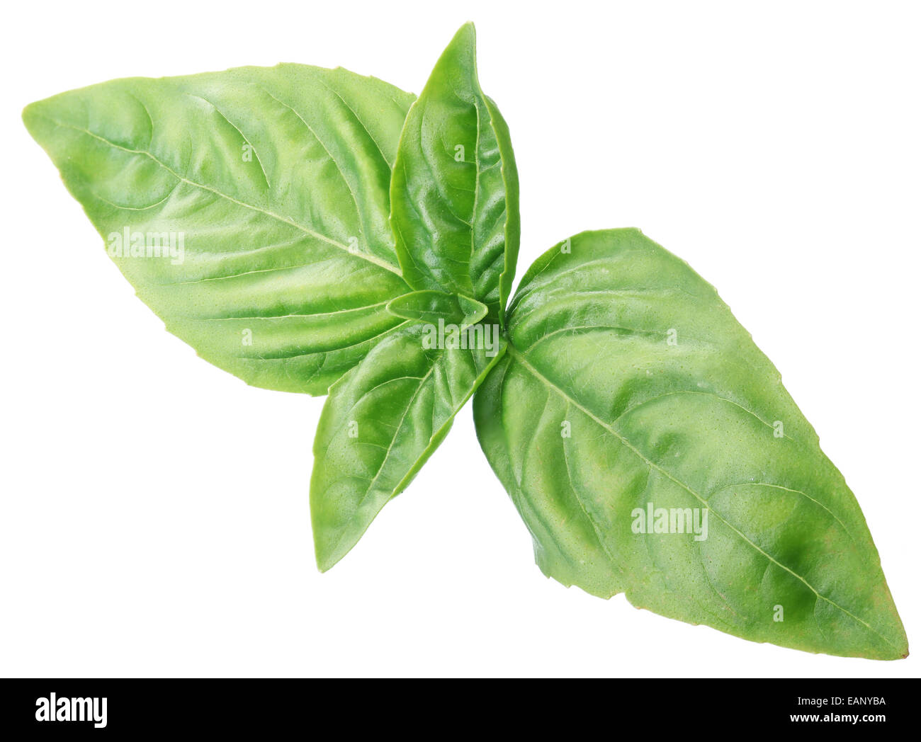 Basil green leaves hi-res stock photography and images - Alamy