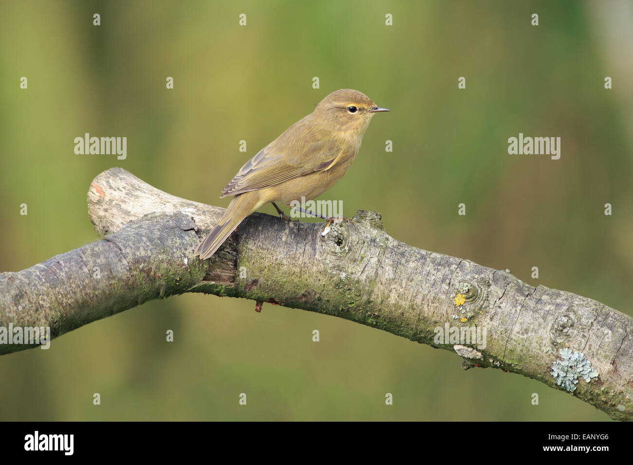 Chiffchaff bird hi-res stock photography and images - Alamy