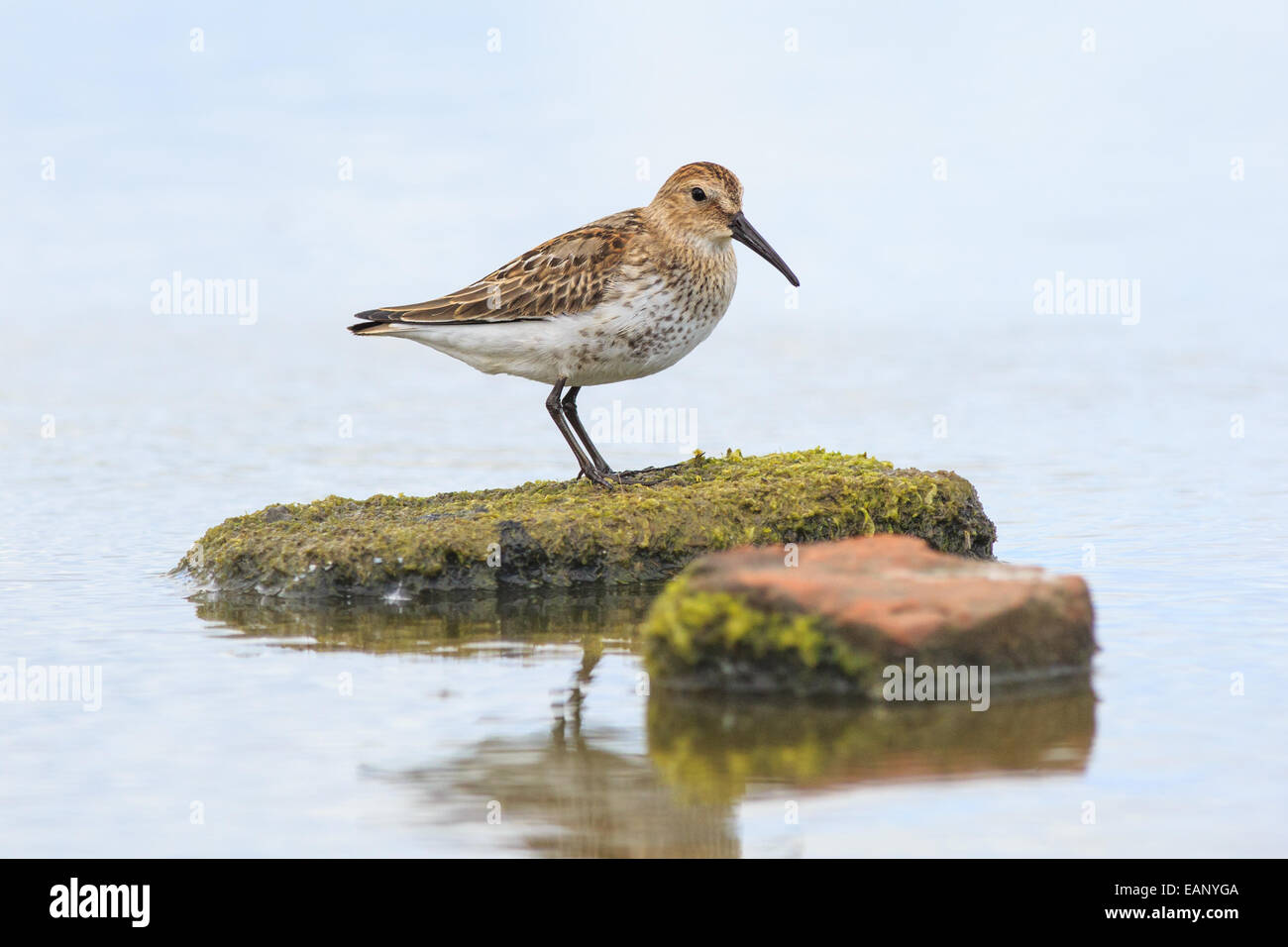 A Dunlin perching on a rock in a pond Stock Photo - Alamy
