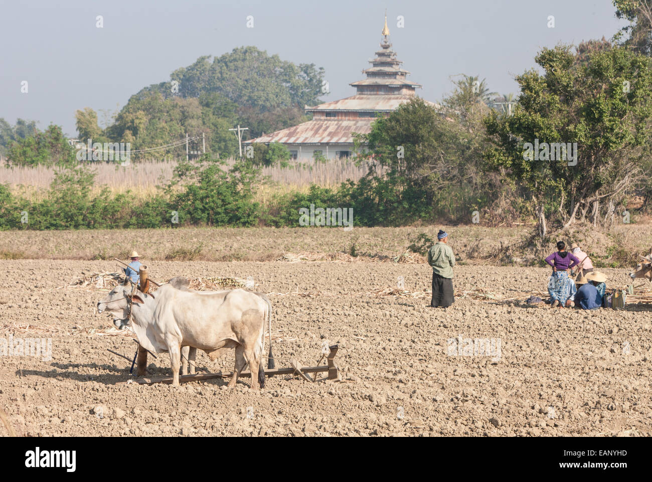 Rural work Bullock, bull ox plough and Buddhist monastery.South of ...