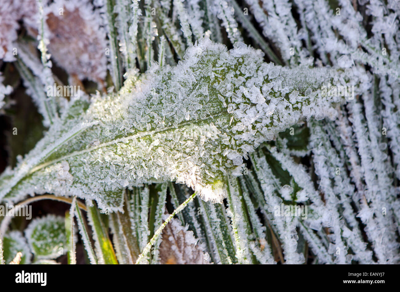 first autumn time beautiful frost ice crystal on grass Stock Photo - Alamy