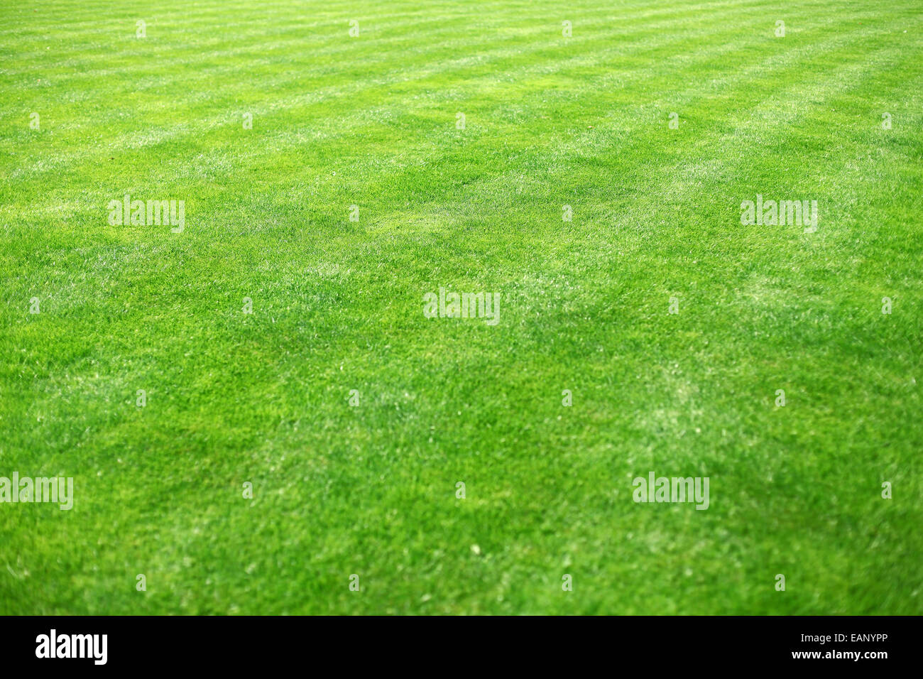Grass background hi-res stock photography and images - Alamy