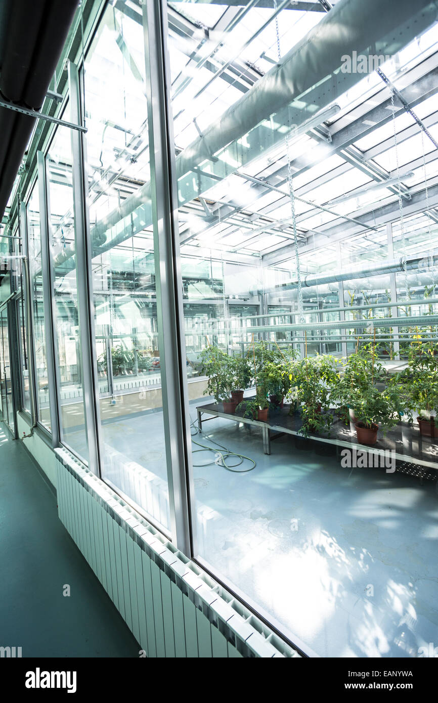 Greenhouse series - inside a greenhouse Stock Photo - Alamy