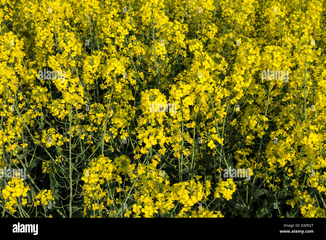 golden rapeseed background (texture Stock Photo - Alamy