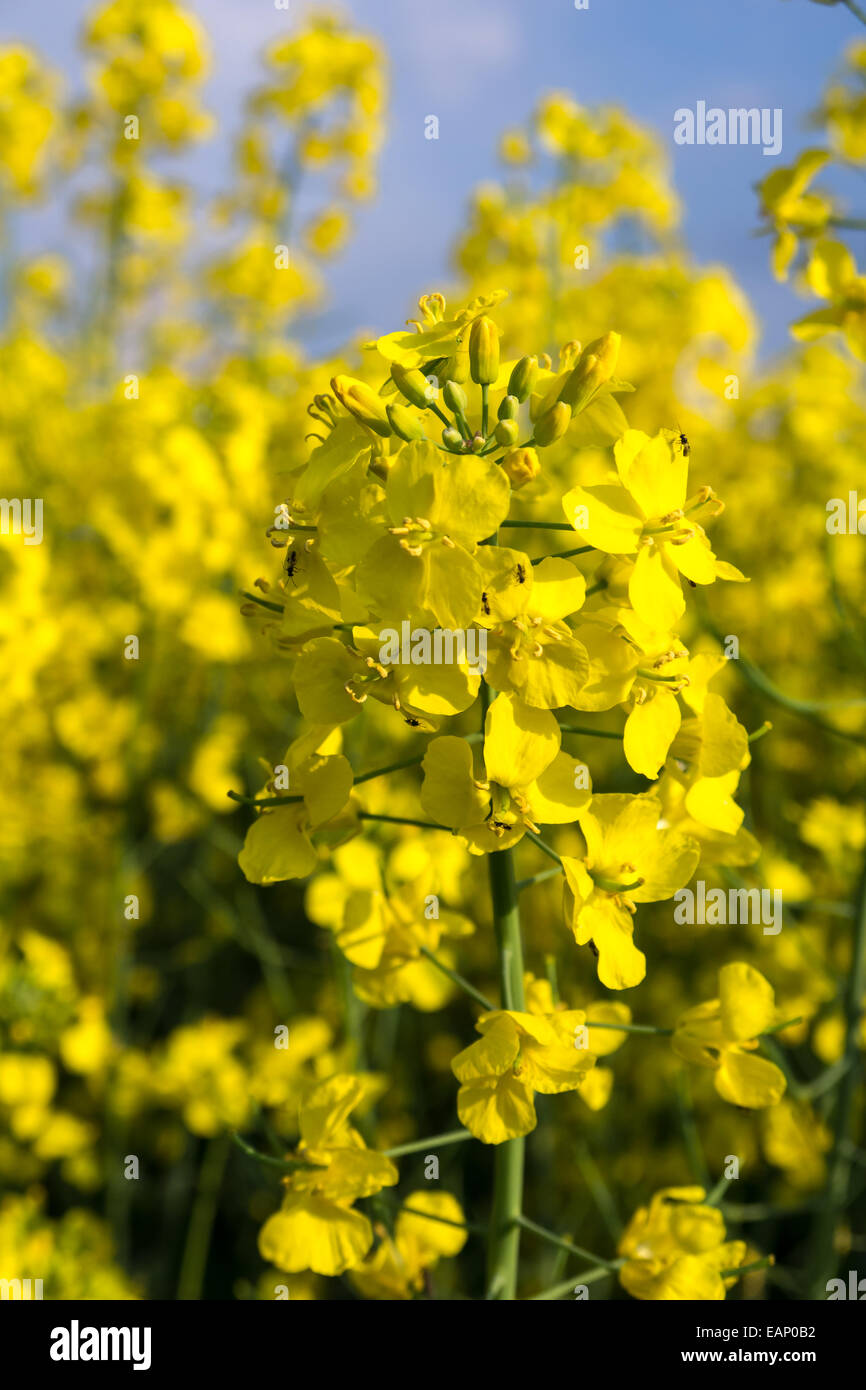 Flower of the rape in sunlight Stock Photo - Alamy