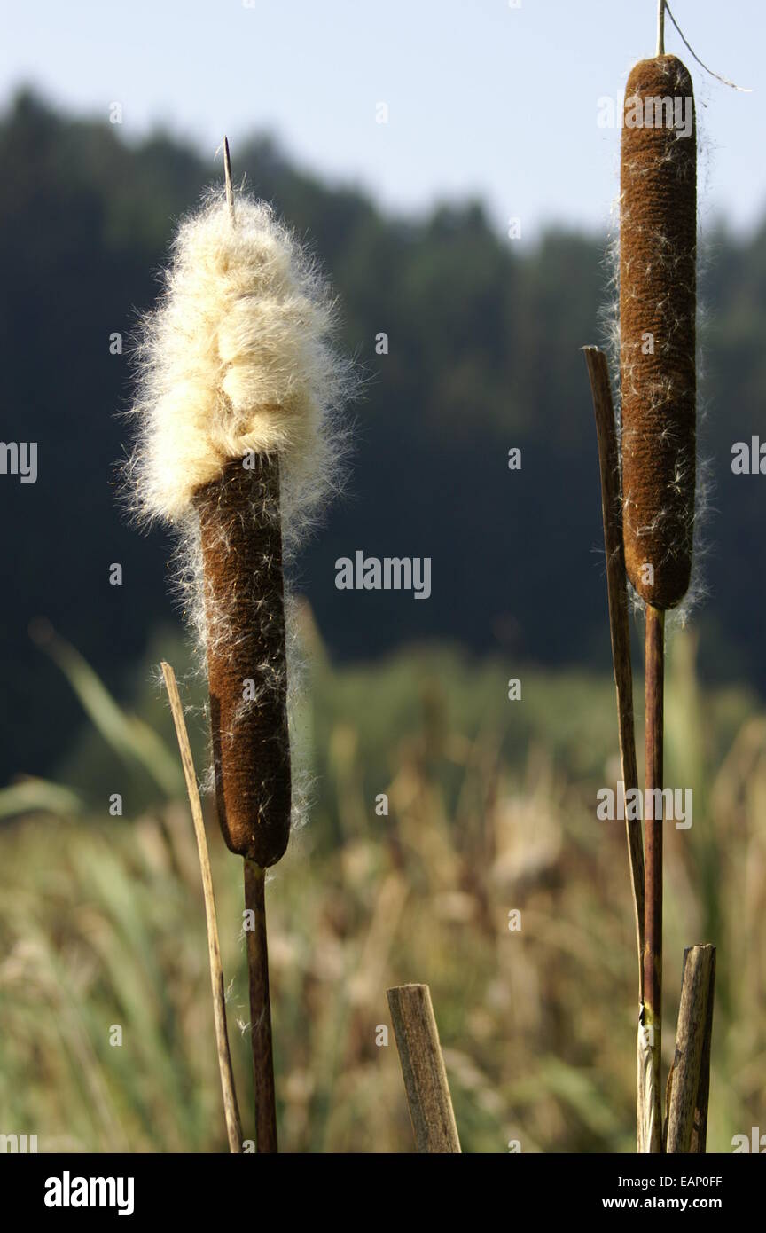 Bulrush cattail - Typha Stock Photo - Alamy