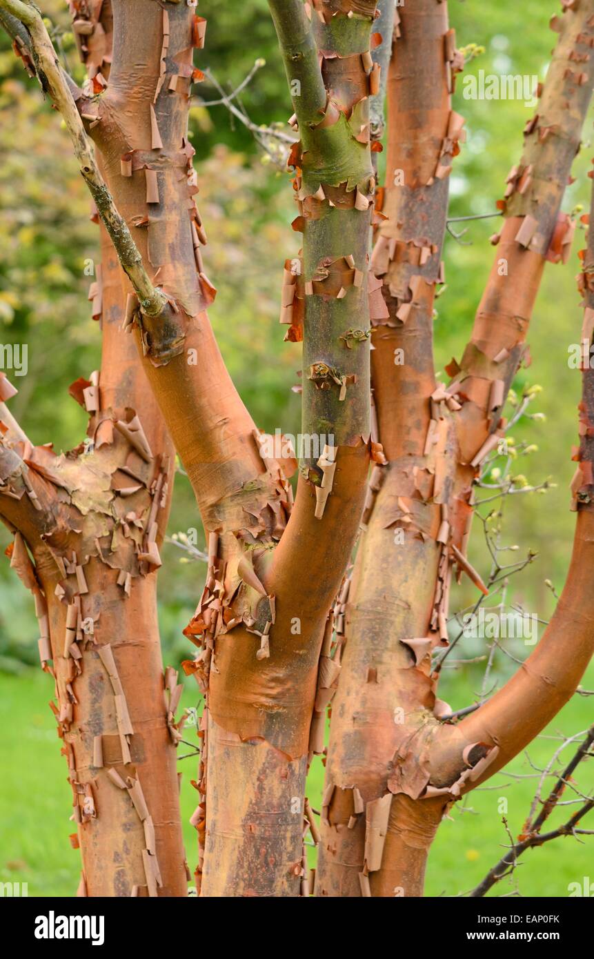 Paperbark maple (Acer griseum Stock Photo - Alamy