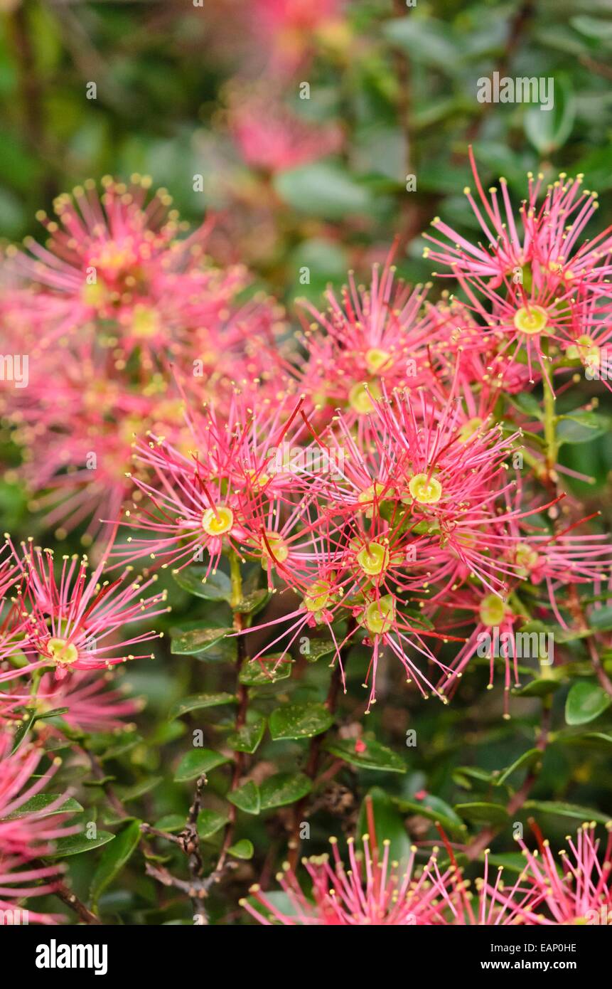 Metrosideros hi-res stock photography and images - Alamy