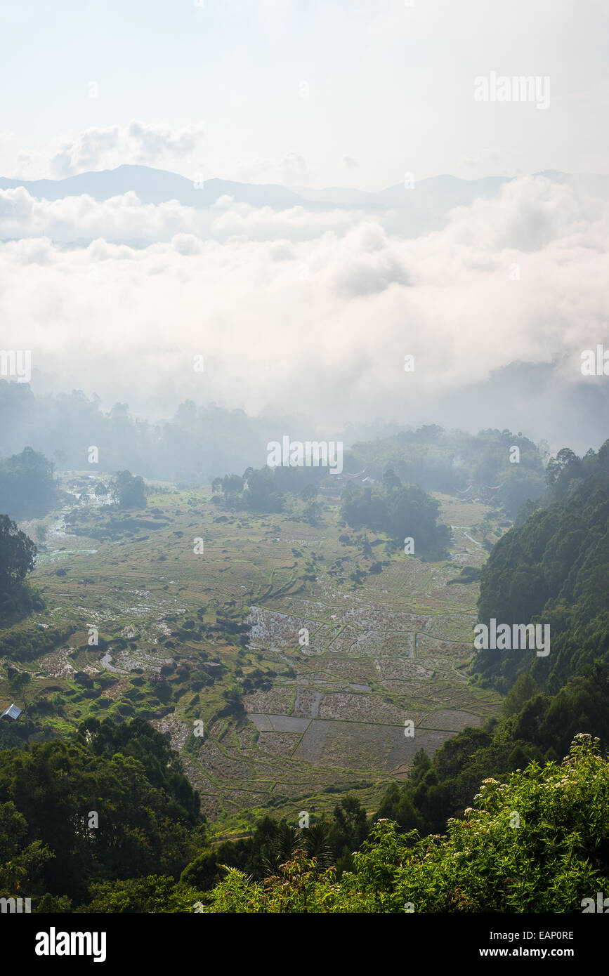 Stunning landscape of rice fields on the mountains of Batutumonga, Tana ...