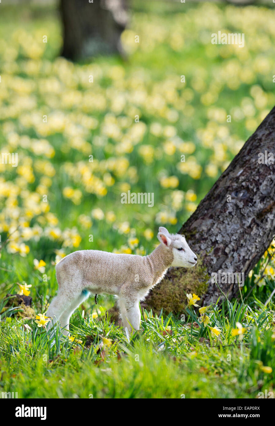 Spring uk lamb flowers hi-res stock photography and images - Alamy