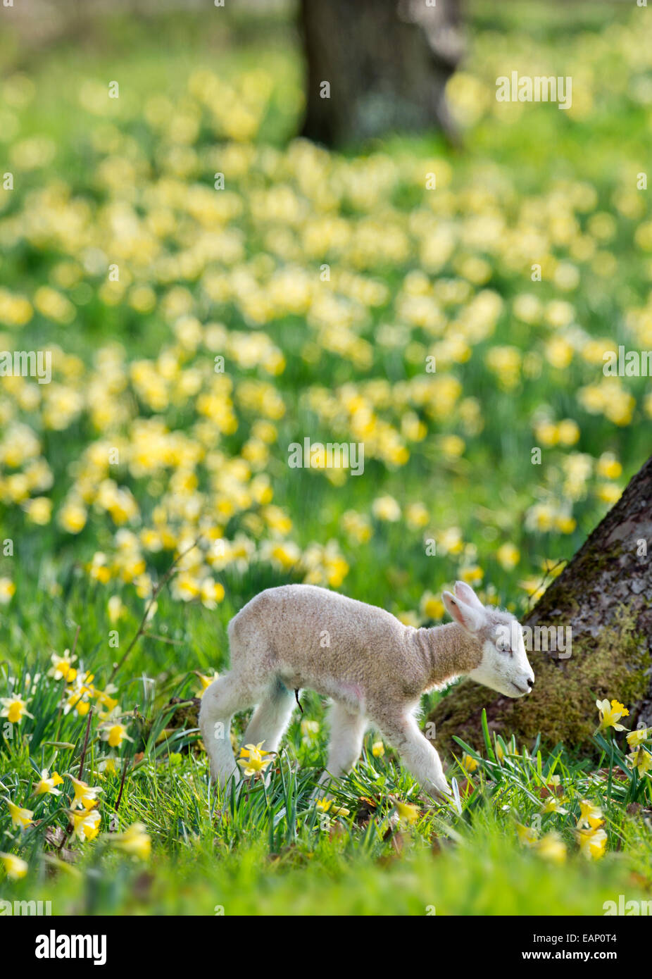 A newborn spring lamb in a field of wild daffodils in Kempley ...