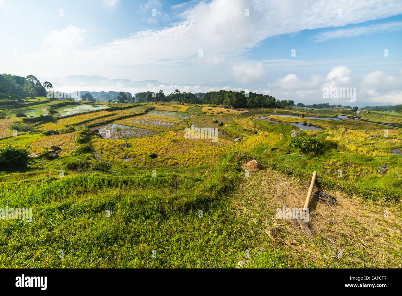 Stunning landscape of rice fields on the mountains of Batutumonga, Tana ...
