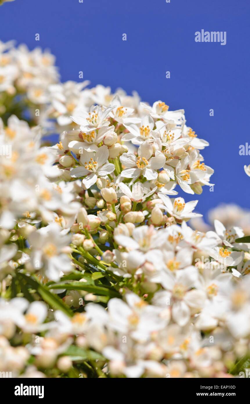 Mexican orange blossom (Choisya ternata 'Aztec Pearl' Stock Photo - Alamy