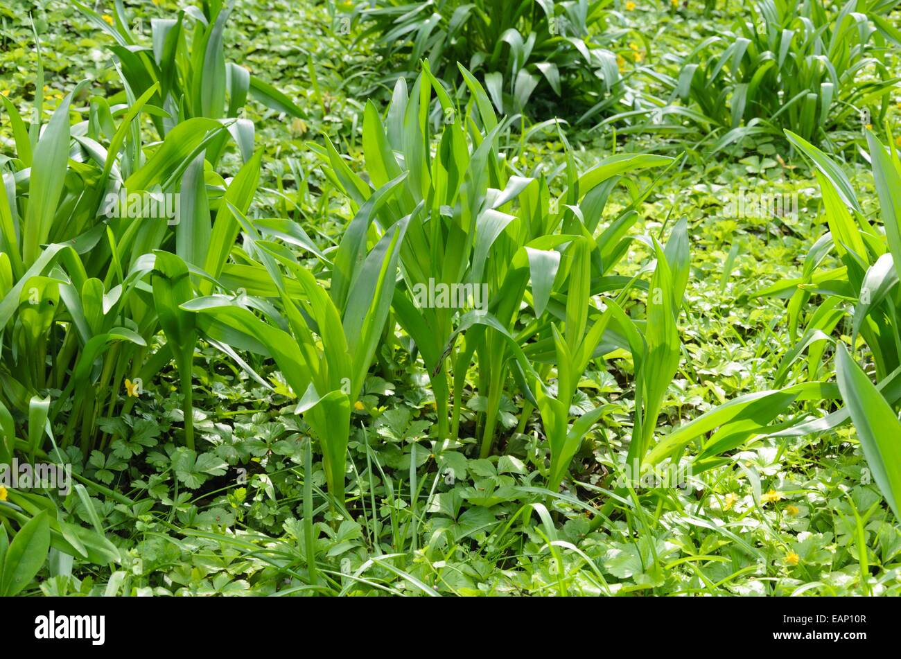 Autumn crocus (Colchicum autumnale Stock Photo - Alamy