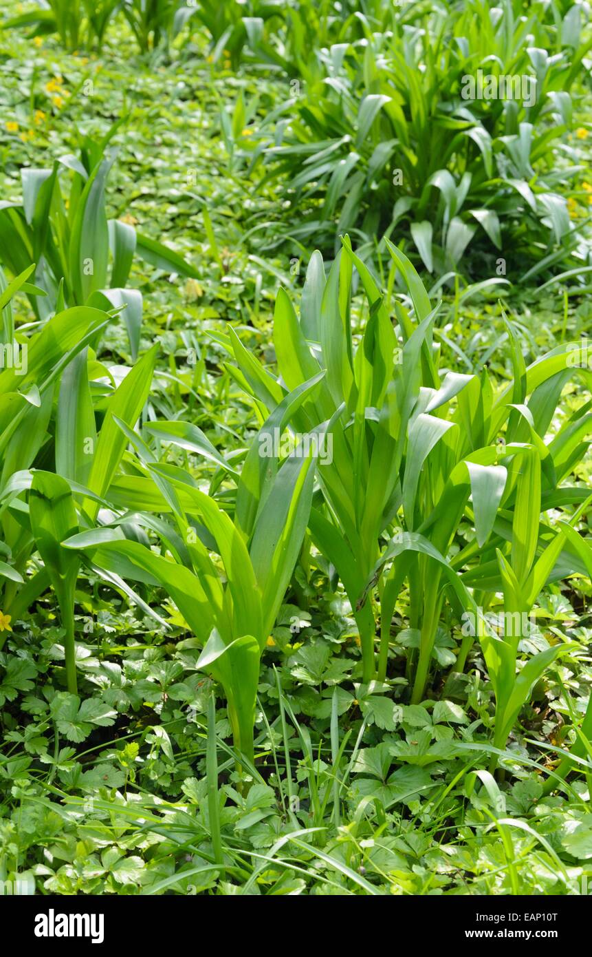 Colchicum autumnale plant hi-res stock photography and images - Alamy