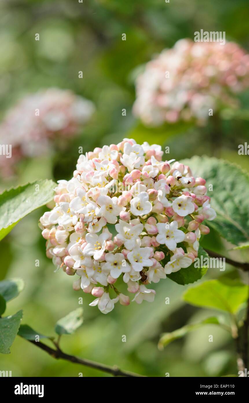 Viburnum carlesii spring flower hi-res stock photography and images - Alamy