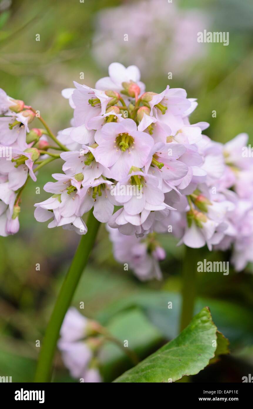 Bergenias Stock Photos & Bergenias Stock Images - Alamy