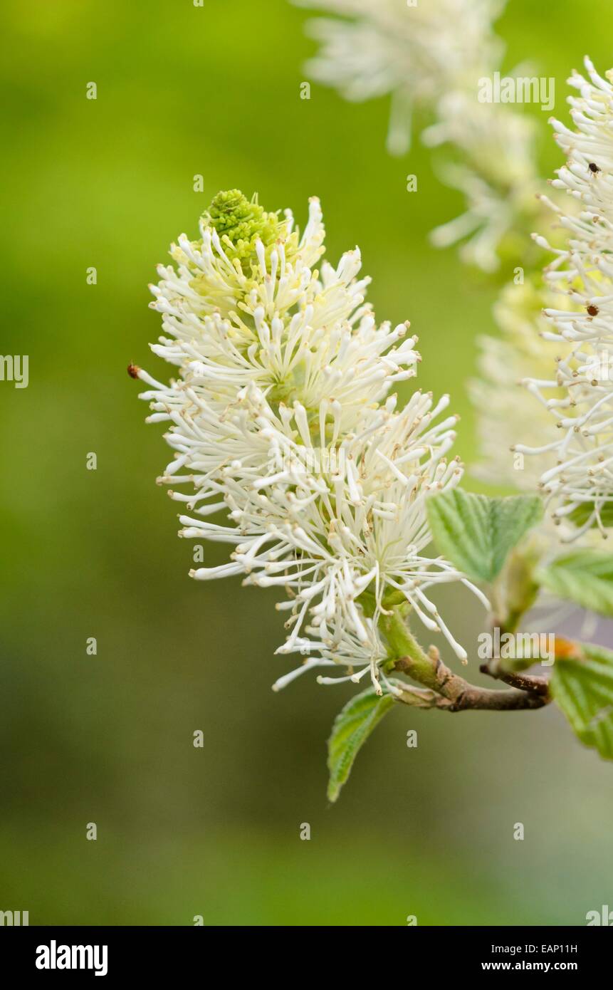 Large fothergilla (Fothergilla major Stock Photo - Alamy