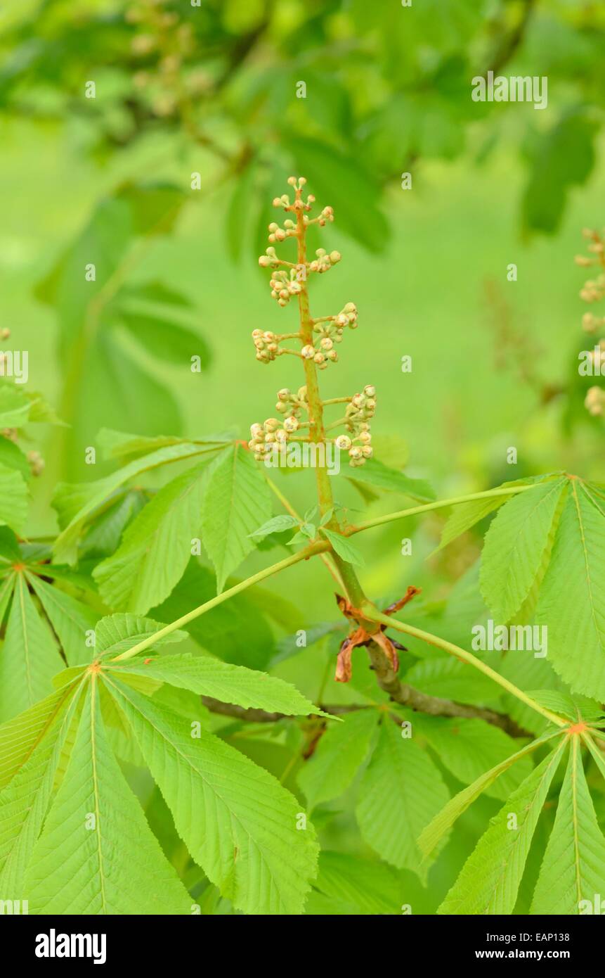 Common horse chestnut (Aesculus hippocastanum Stock Photo - Alamy