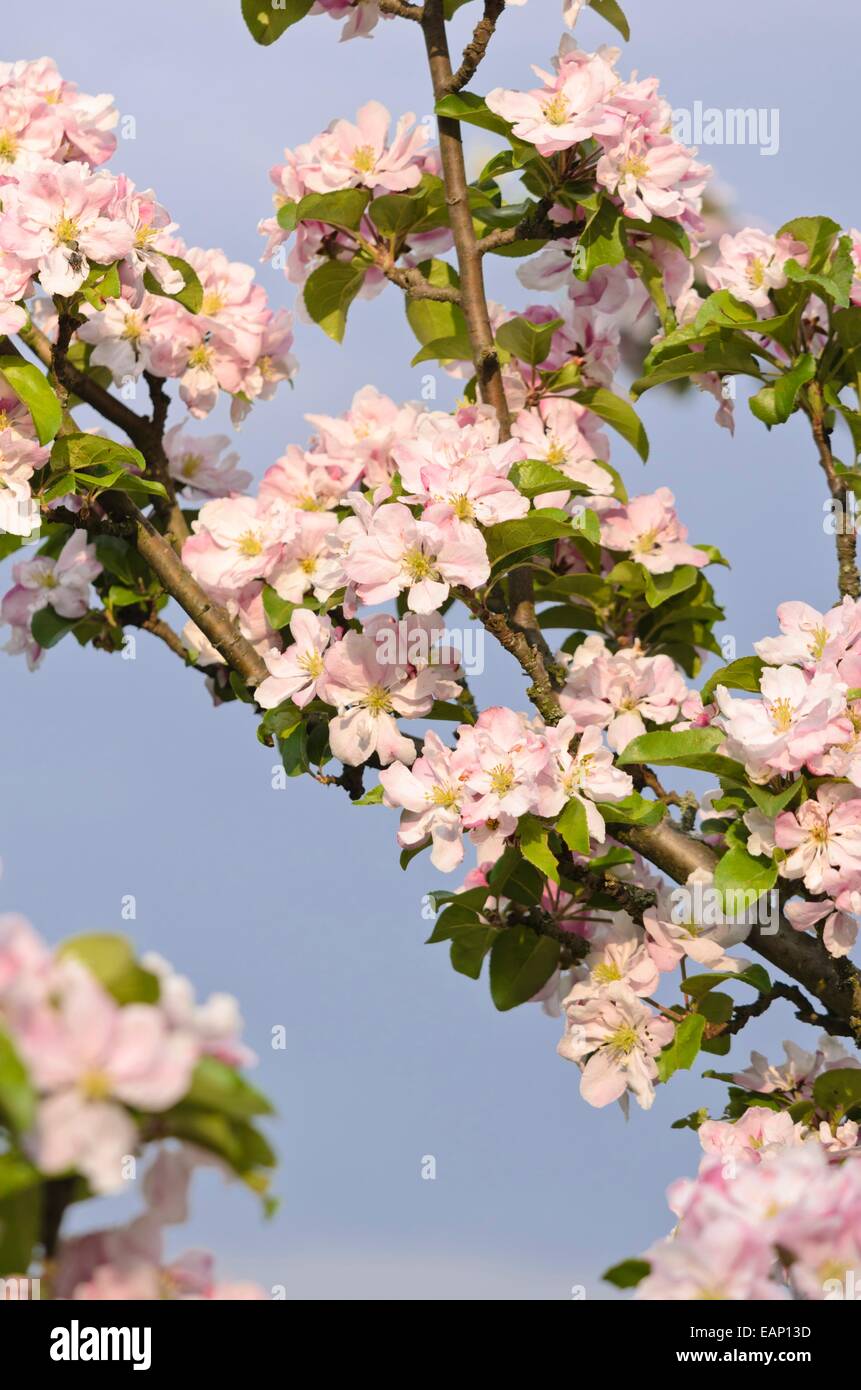Malus Spectabilis Tree | informacionpublica.svet.gob.gt