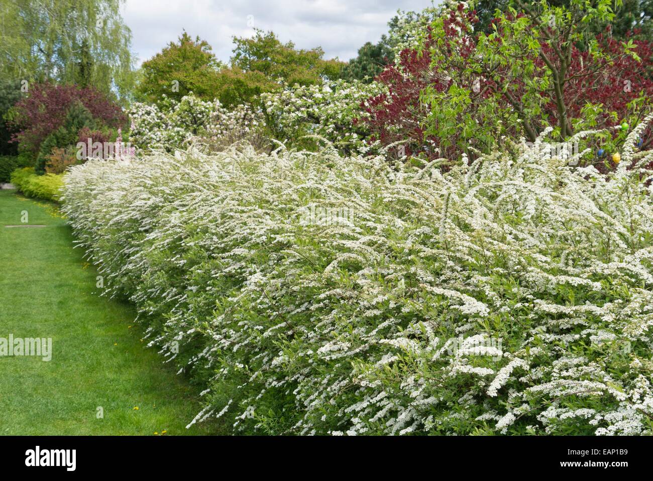 Spiraea x cinerea grefsheim hi-res stock photography and images - Alamy
