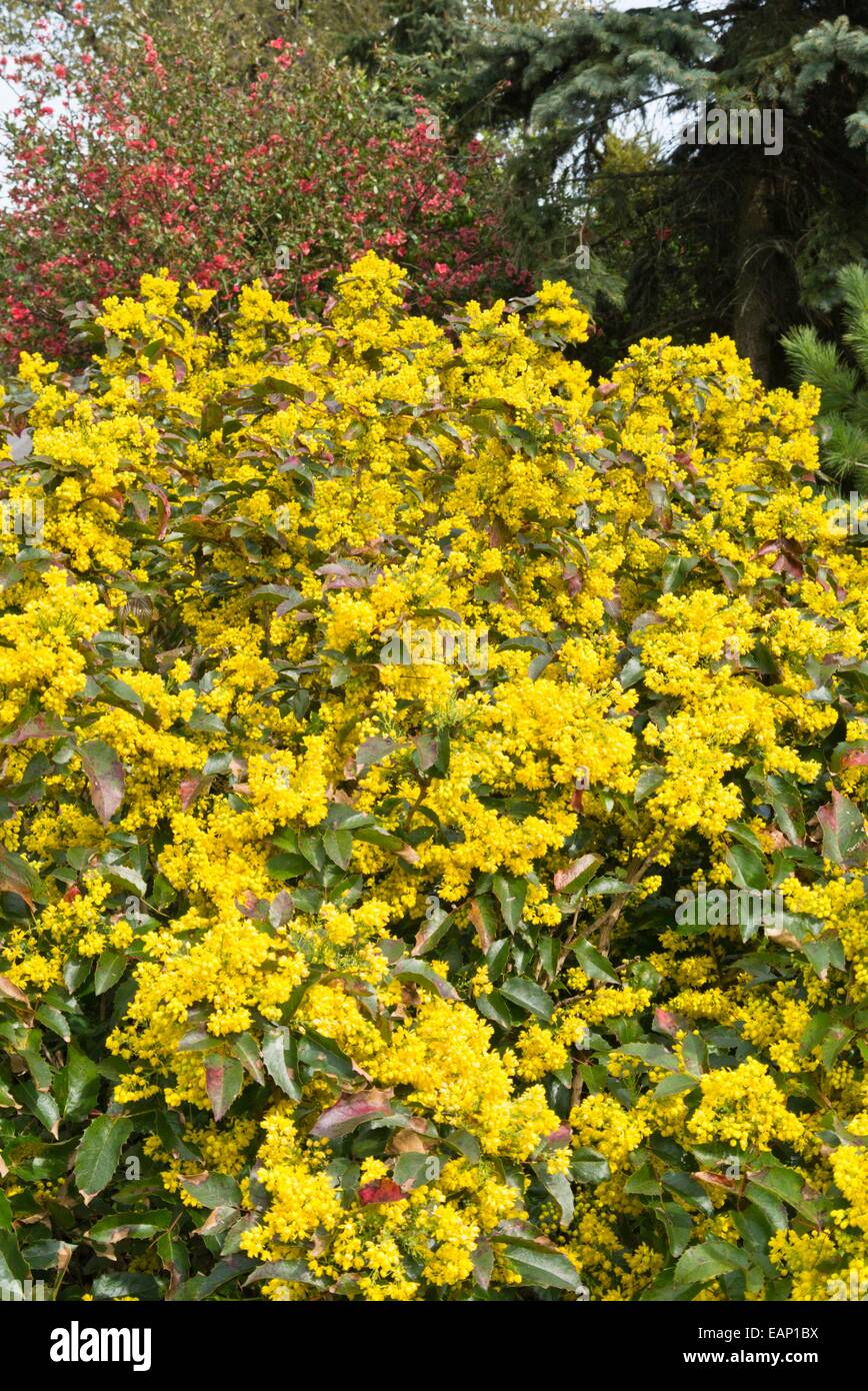 Oregon grape mahonia aquifolium flowering hi-res stock photography and ...
