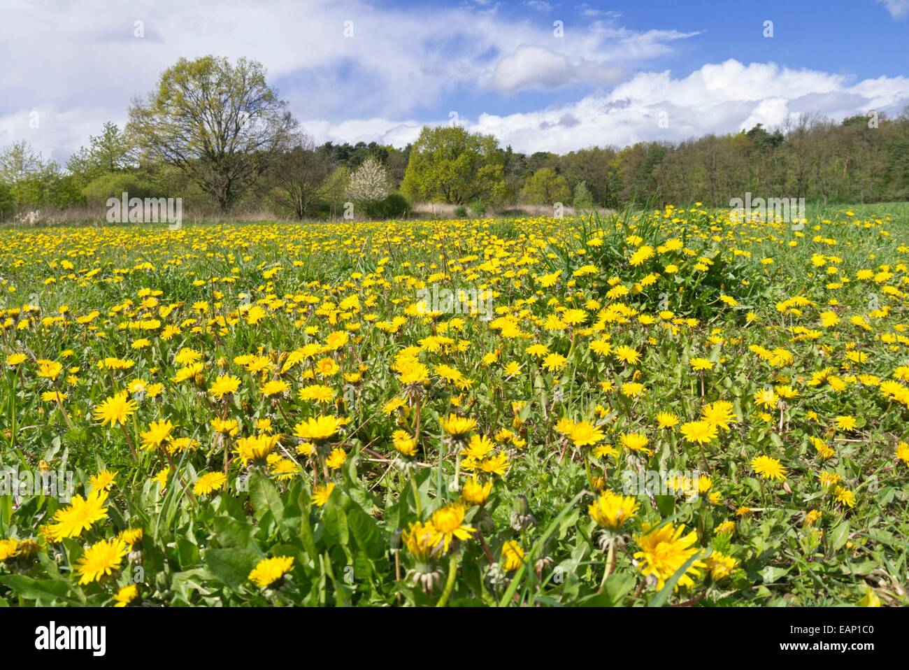 Central europe flora hi-res stock photography and images - Alamy