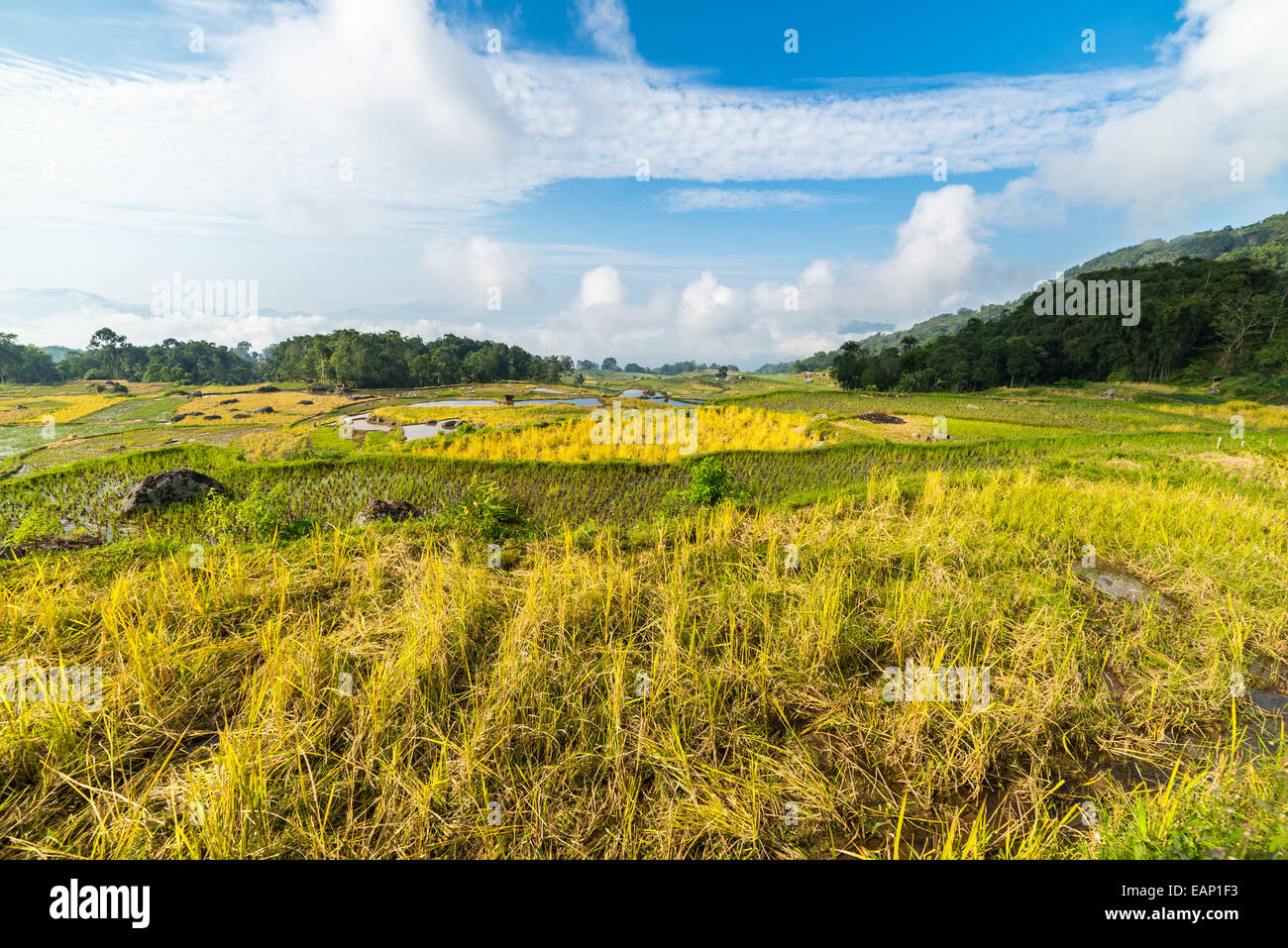 Stunning landscape of rice fields on the mountains of Batutumonga, Tana ...